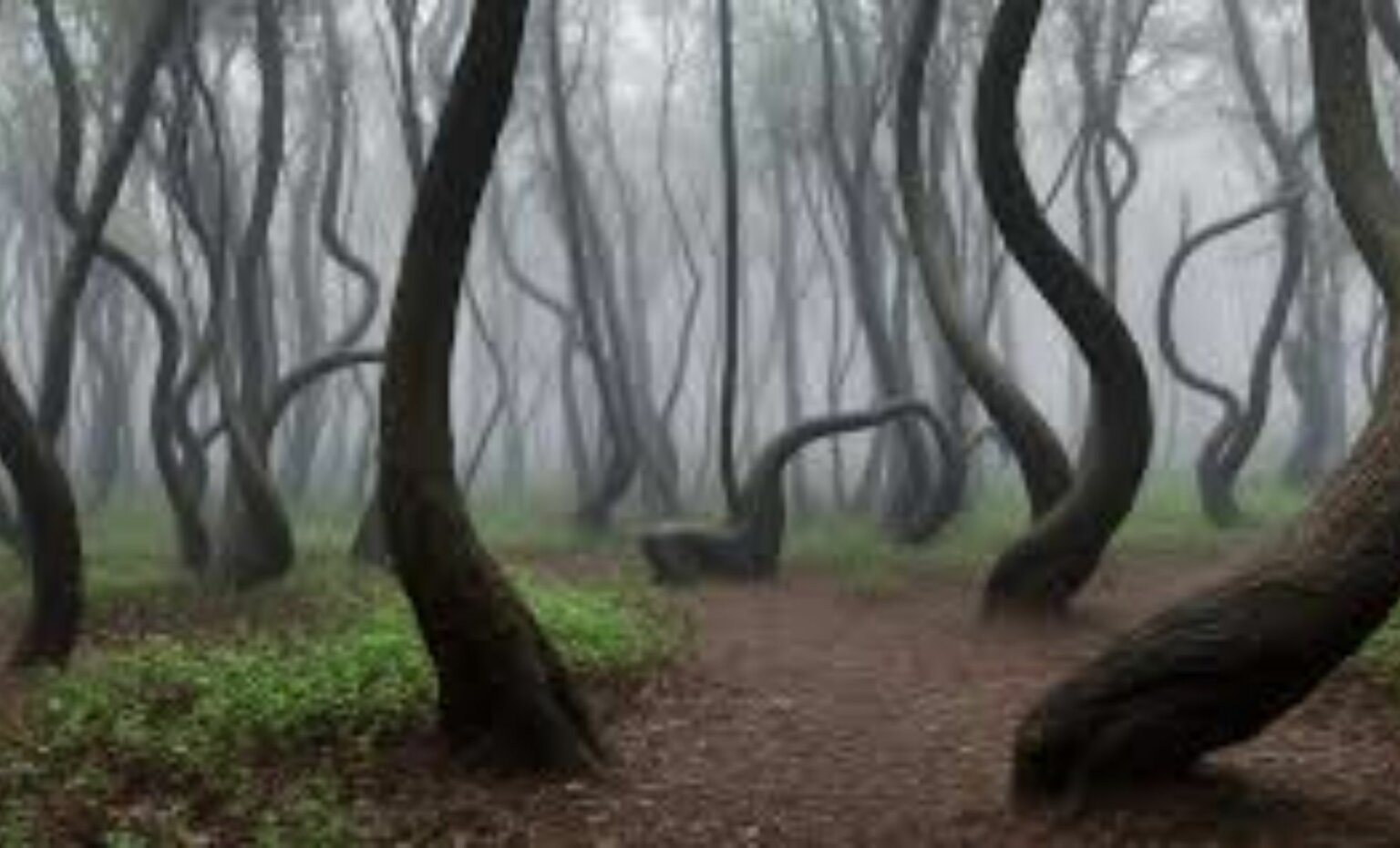 Immersion dans la culture de la Roumanie à travers ces activités ...